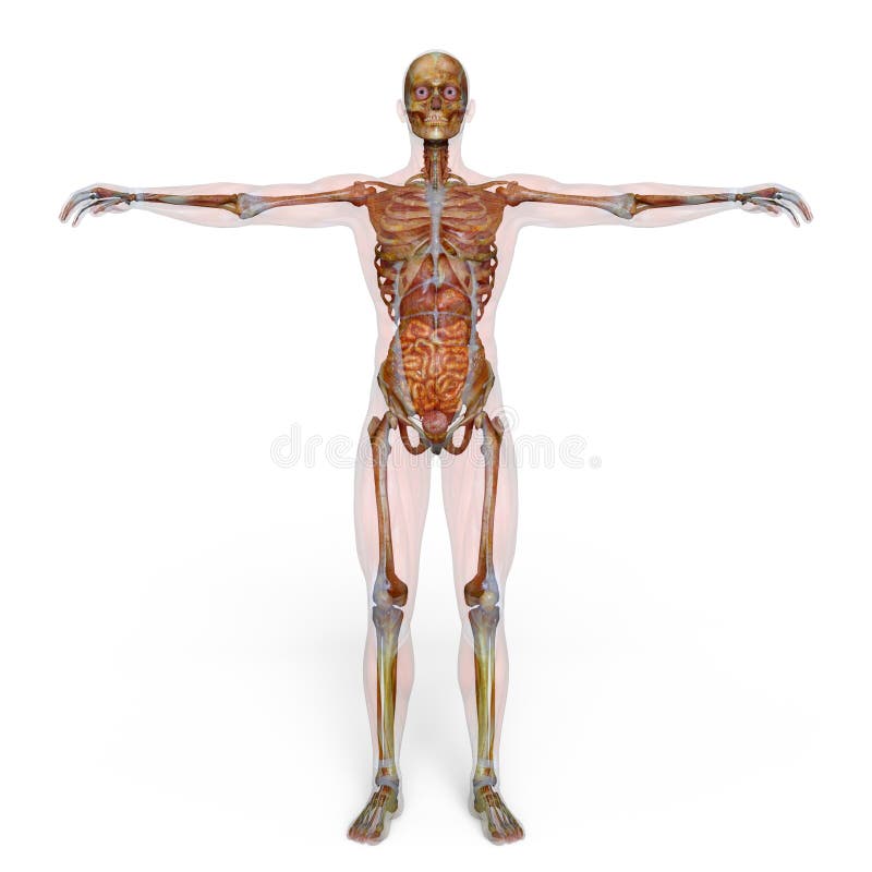 Male lay figure stock illustration. Illustration of muscle - 79766333
