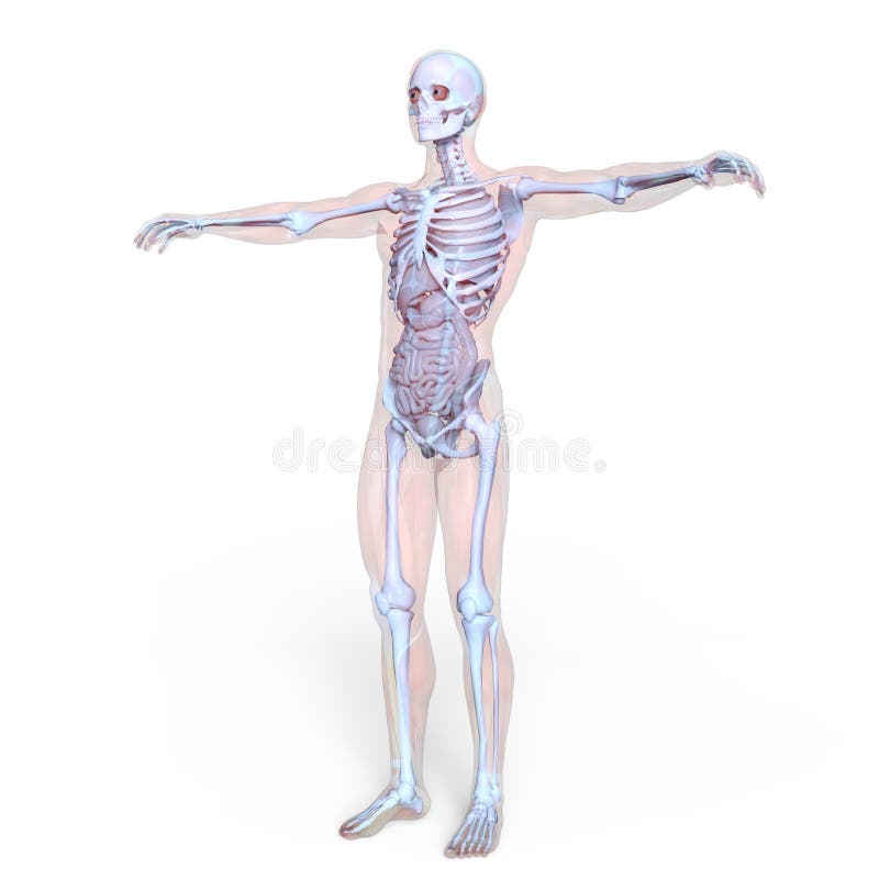 Male lay figure stock illustration. Illustration of science - 79766339