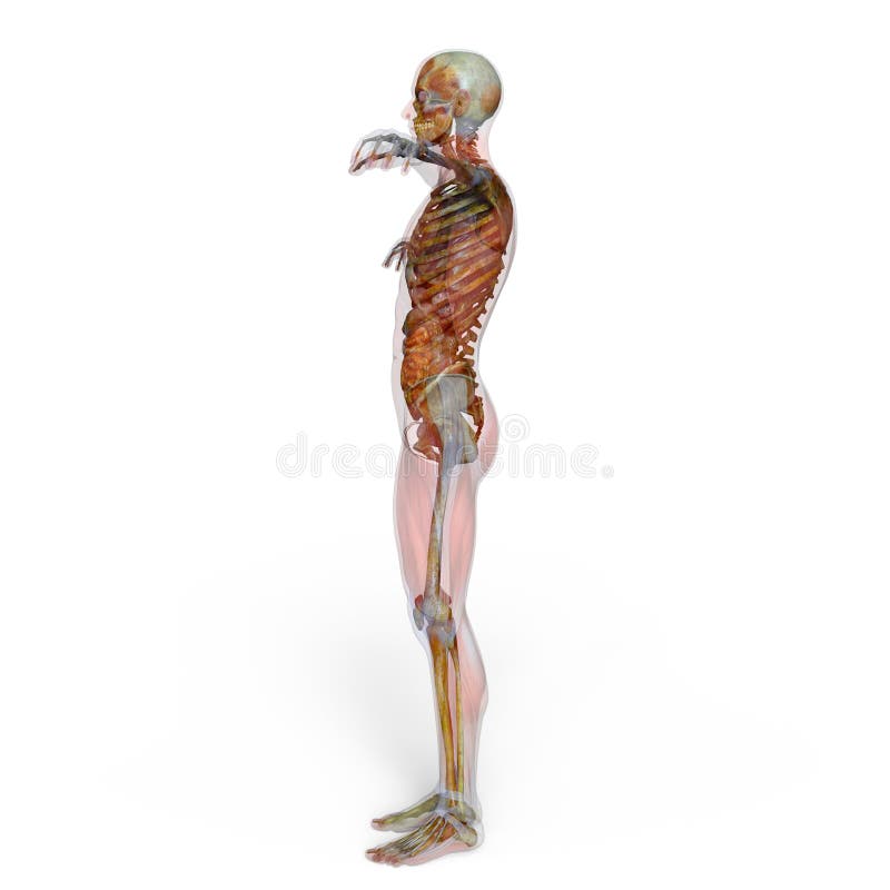 Male lay figure stock illustration. Illustration of body - 79766355