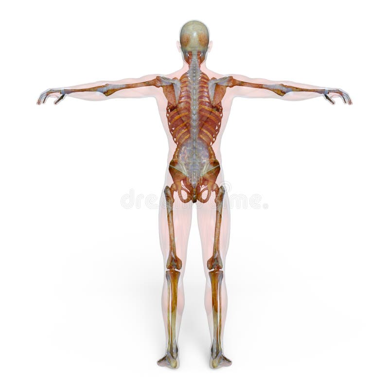 Male lay figure stock illustration. Illustration of body - 79766355