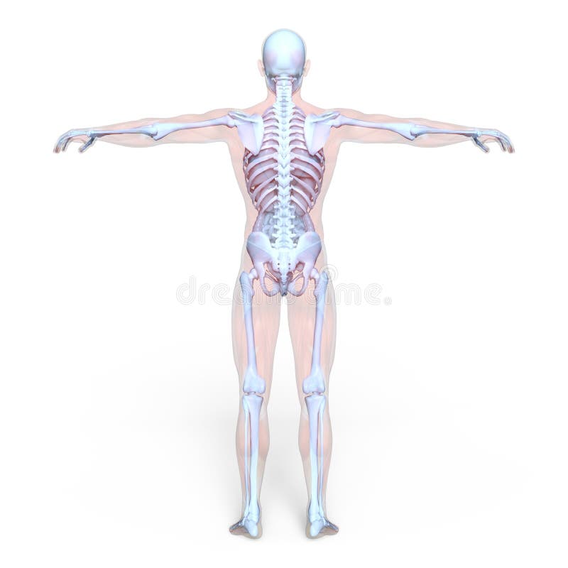 Male lay figure stock illustration. Illustration of hospital - 79766395