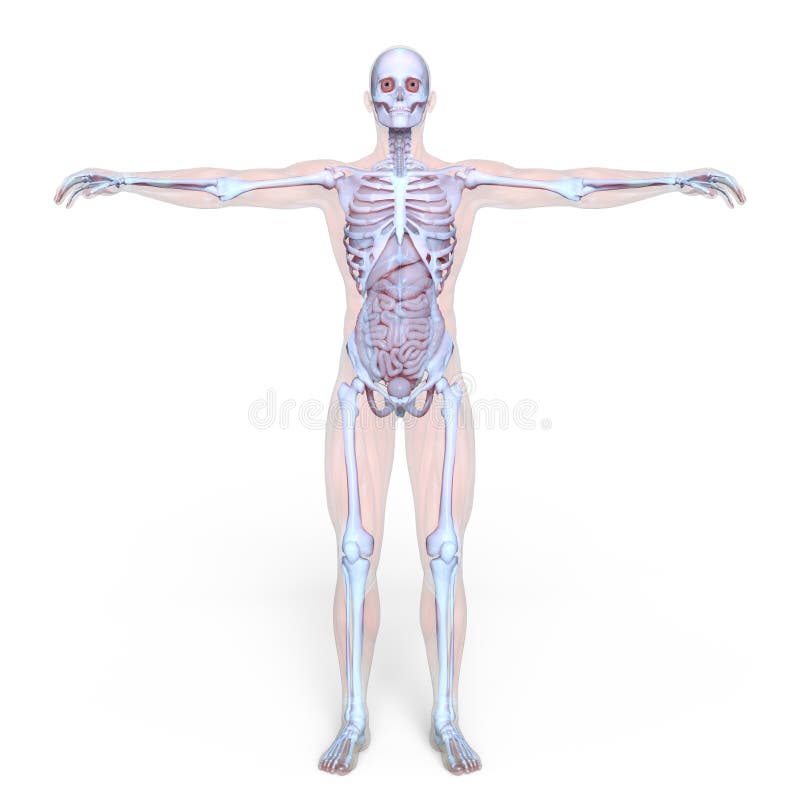 Male lay figure stock illustration. Illustration of human - 23254687