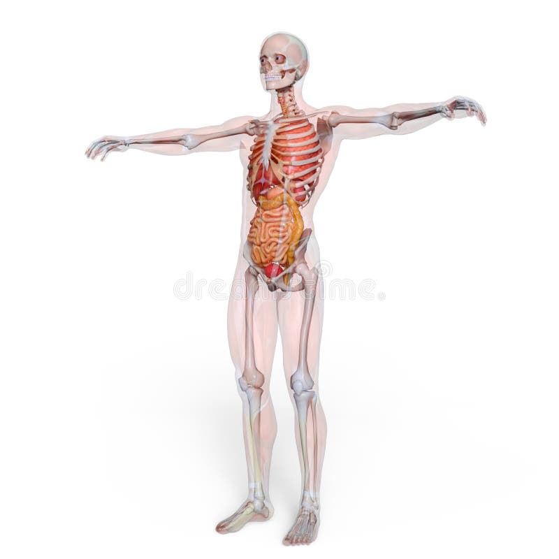 Male lay figure stock illustration. Illustration of pose - 79767717