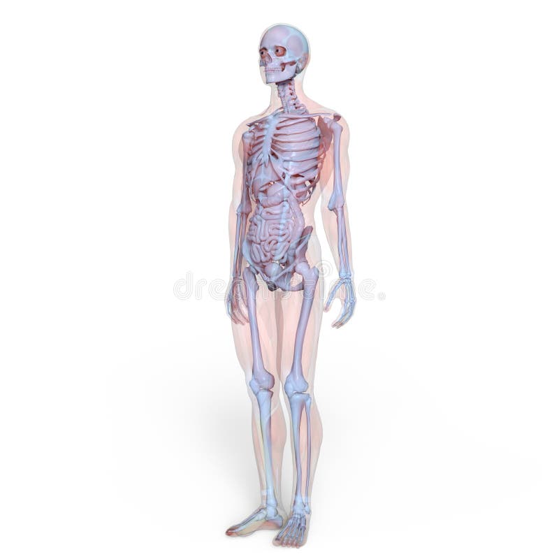 Male lay figure stock illustration. Illustration of figure - 80008448