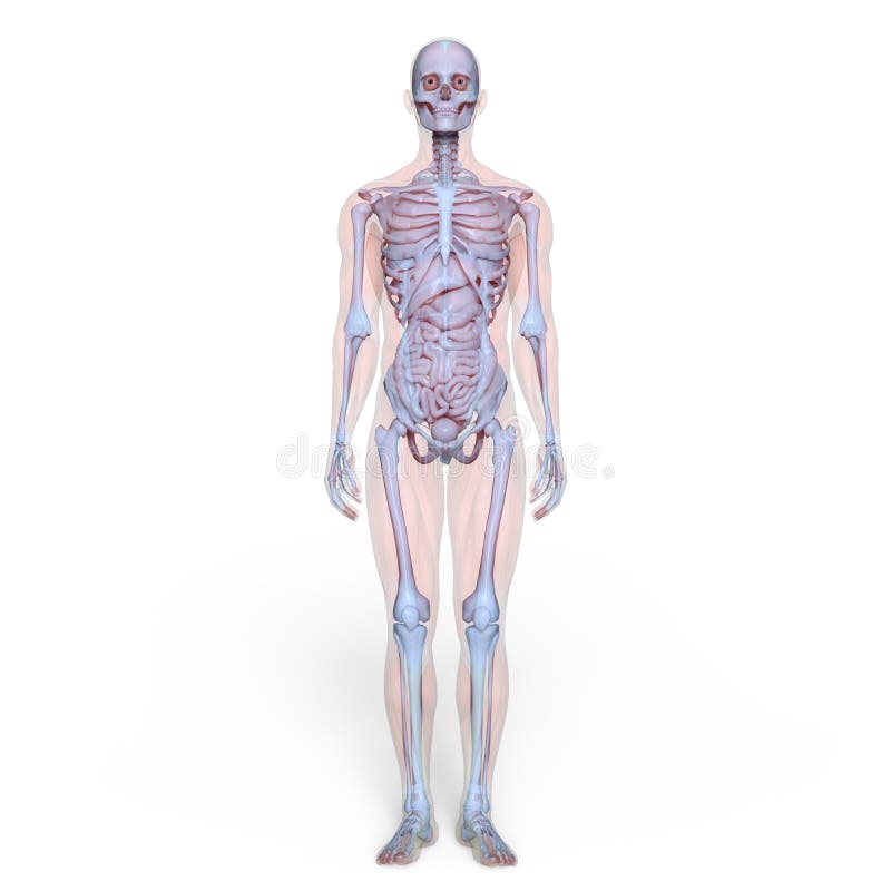 Male lay figure stock illustration. Illustration of science - 80008497