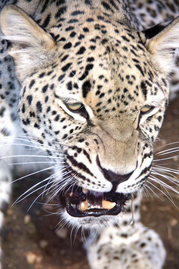 Male Leopard Lacewing Butterfly Life Cycle Stock Photo - Image of ...