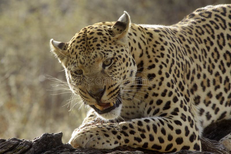 African Leopard (Panthera Pardus) South Africa Stock Image - Image of ...