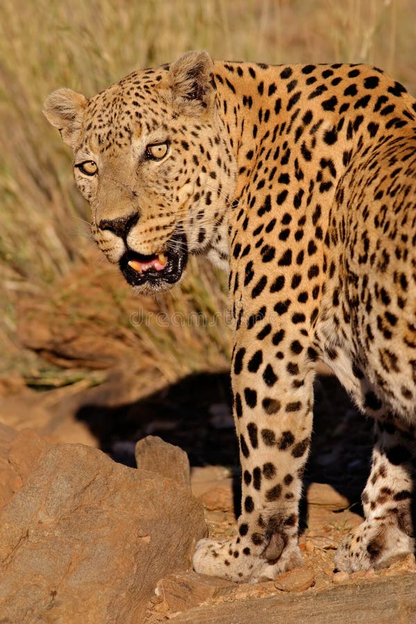 Male Leopard Namibia stock image. Image of reserve, leopard - 1415709