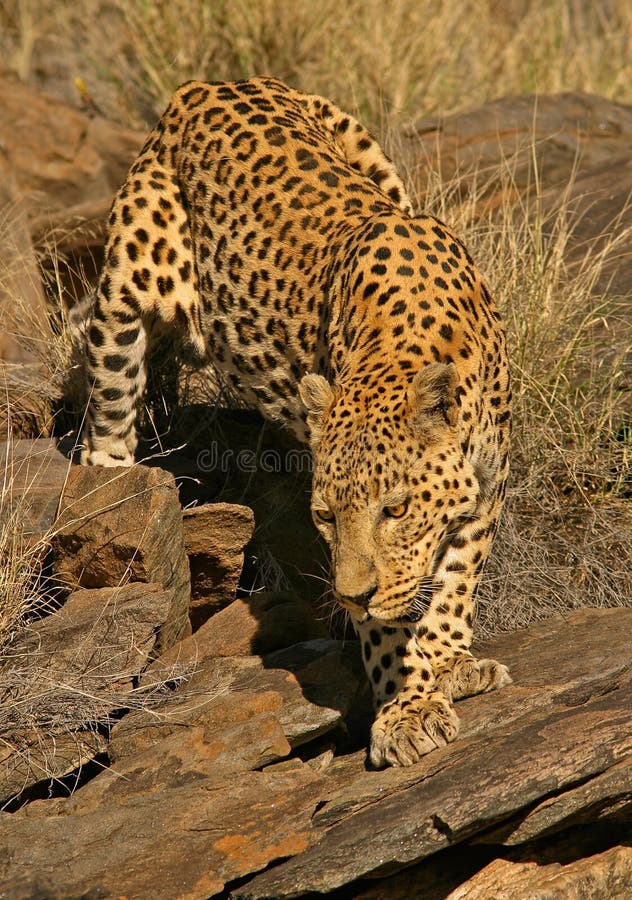 Male Leopard Namibia stock image. Image of reserve, leopard - 1415709
