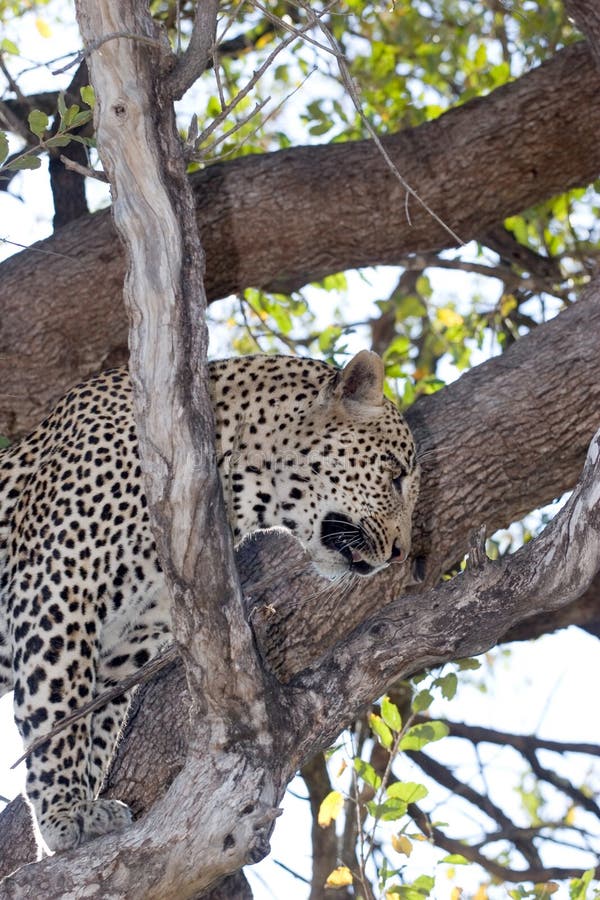 Male Leopard Picture. Image: 6124801
