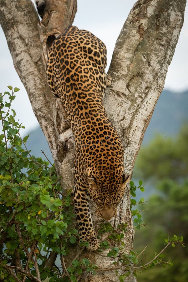 Male Leopard Climbs Down Tree by Bush Stock Photo - Image of savanna ...