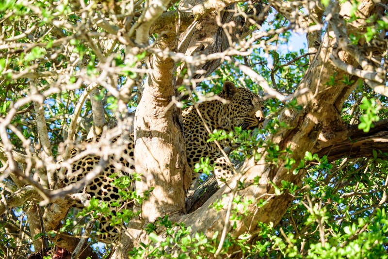 Male Leopard Hiding in a Tree Stock Photo - Image of safari, south ...