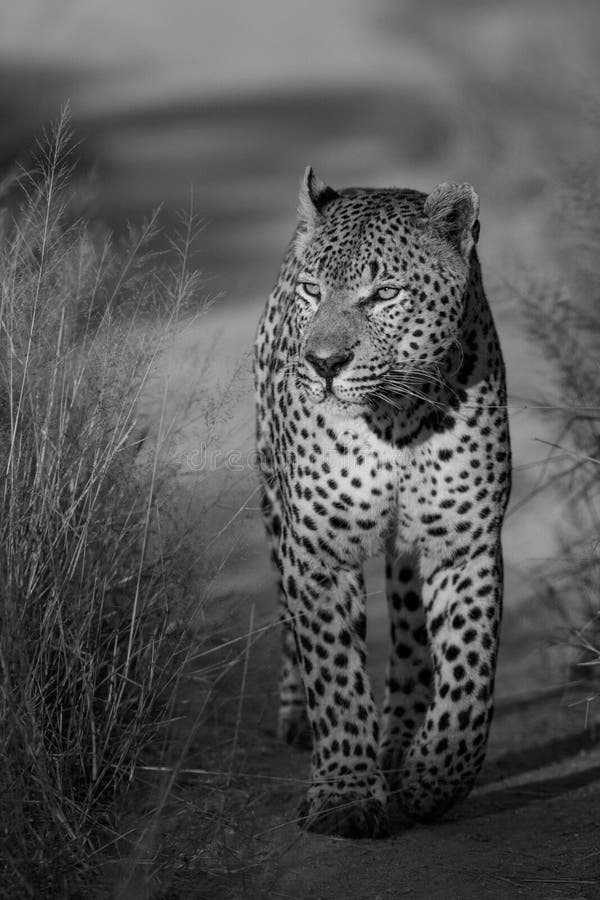 Mxabene Stock Photos - Free & Royalty-Free Stock Photos from Dreamstime