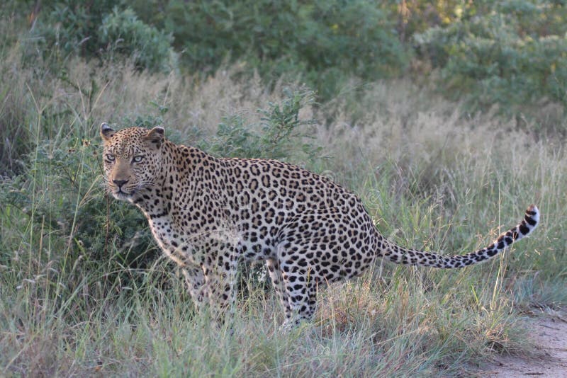 Leopard Marks His Territory on a Tree in Darkness Stock Image - Image ...