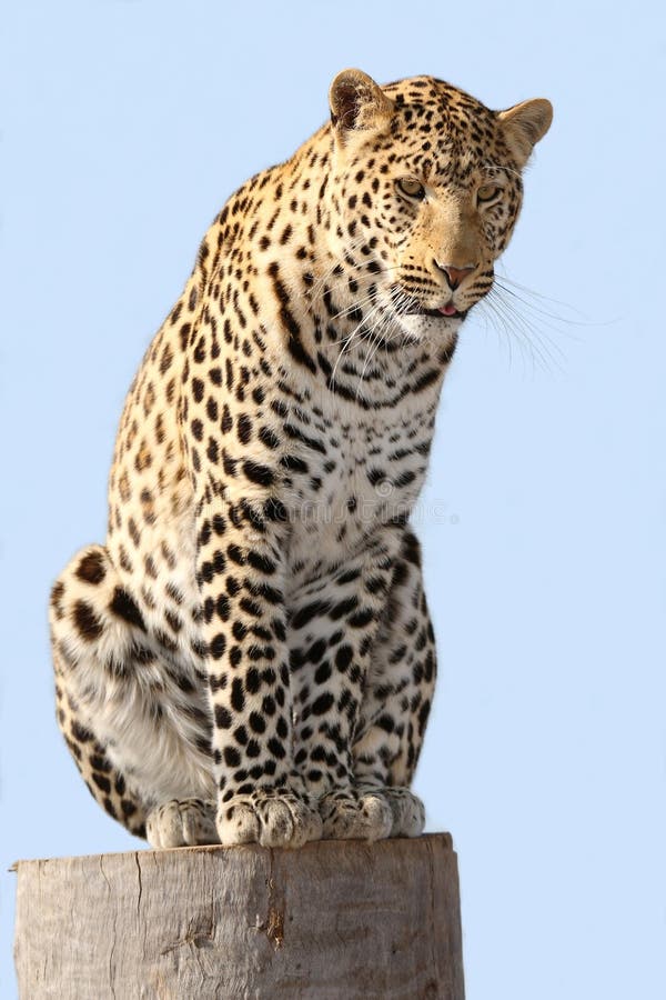 Male Leopard on Log stock image. Image of outdoors, african - 42142551