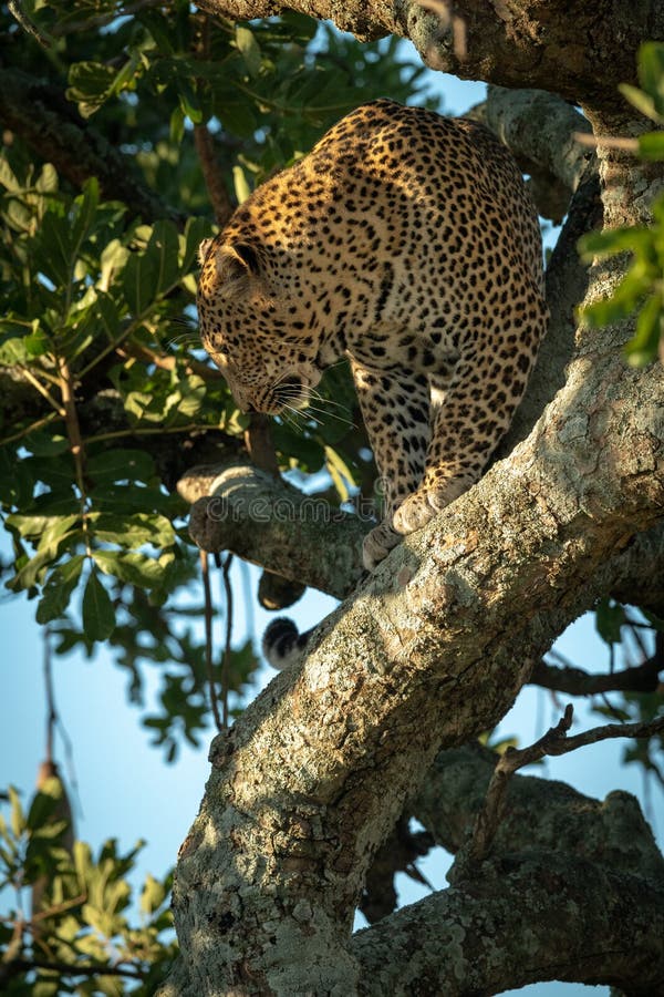 Male Leopard Looking Down from Tree Trunk Stock Image - Image of ...