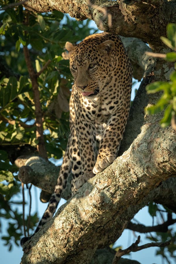 Male Leopard Looks Out from Leafy Tree Stock Image - Image of savanna ...