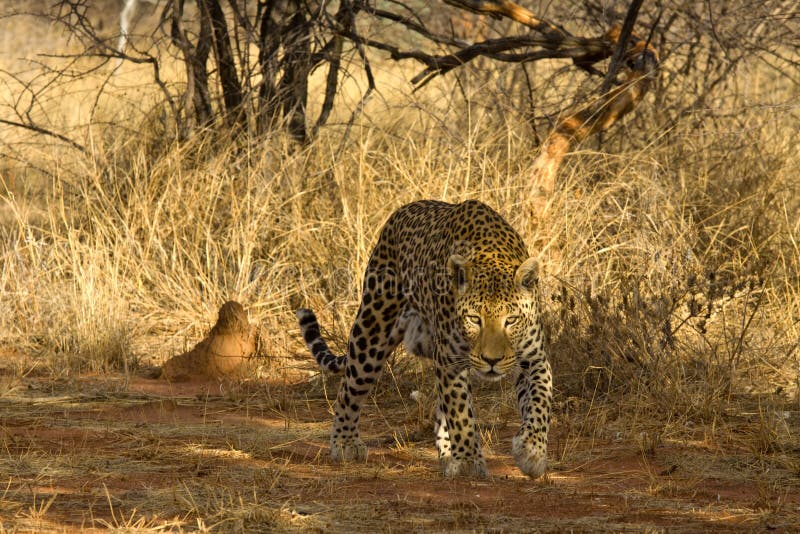 Male Leopard, Okonjima, Namibia Stock Photo - Image of male, africat ...
