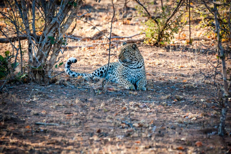Male Leopard Sat Under a Tree Stock Image - Image of african, adventure ...