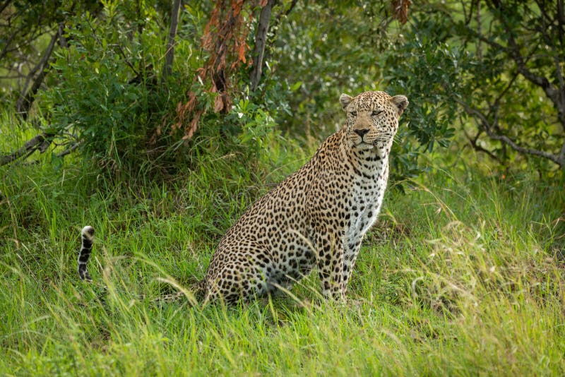 Male Leopard Sits in Grass Looking Round Stock Image - Image of mara ...