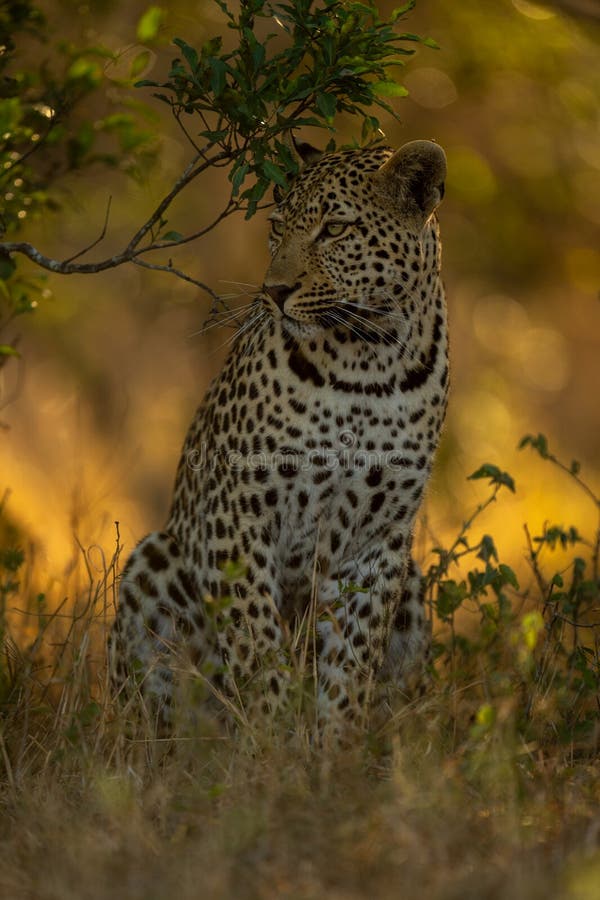Male Leopard Sits Under Branch Turning Head Stock Photo - Image of ...