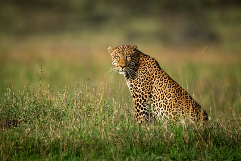 Male Leopard Sits Watching Camera in Grass Stock Image - Image of ...