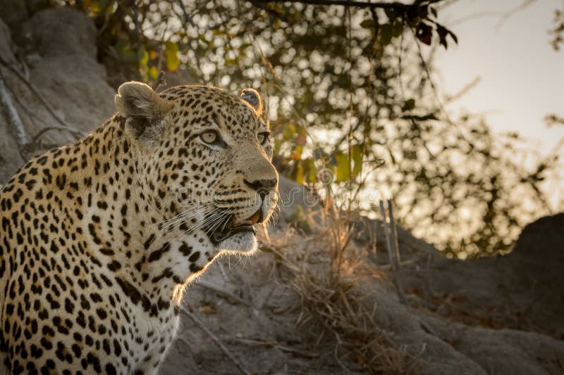 Staring Leopard stock photo. Image of sitting, veld - 100206676
