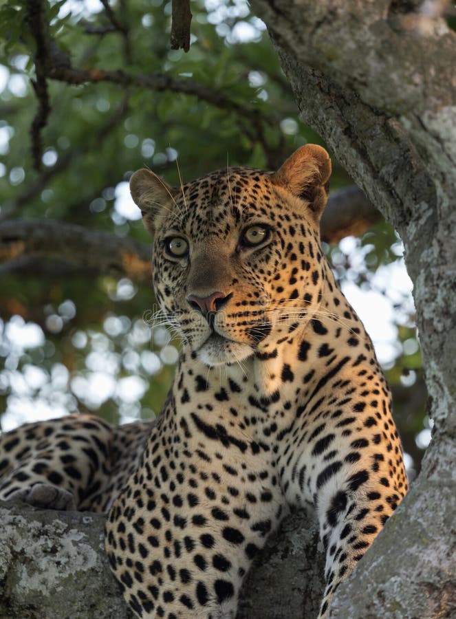 Male Leopard Sitting on a Tree, Masaimara, Africa Stock Image - Image ...