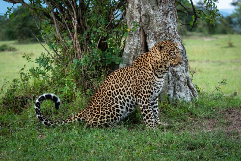 Male Leopard Sitting by Tree in Profile Stock Photo - Image of africa ...