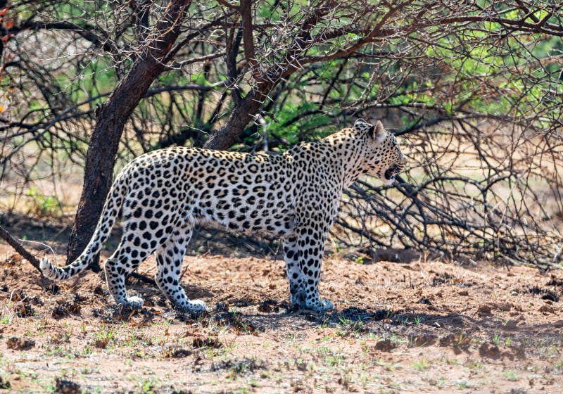 Male Leopard stock image. Image of camouflage, mammals - 137648771