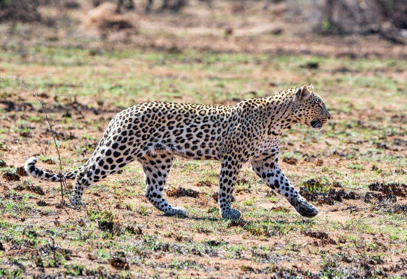 Male Leopard stock photo. Image of male, camouflage - 137648982