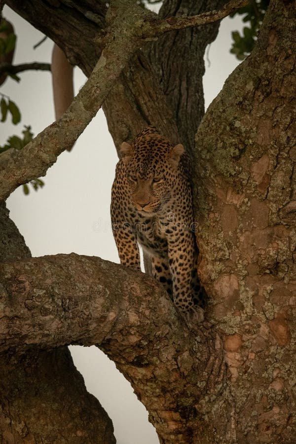Male Leopard Stands on Branch Looking Down Stock Photo - Image of ...