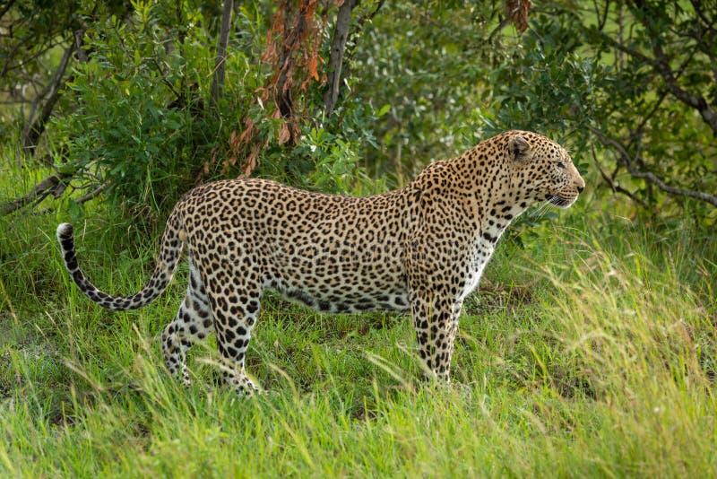 Male Leopard Stands in Grass in Profile Stock Image - Image of outdoors ...