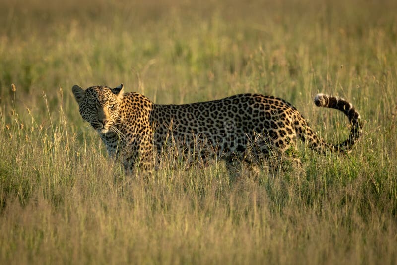 Male Leopard Stands in Grass in Sunshine Stock Image - Image of stands ...