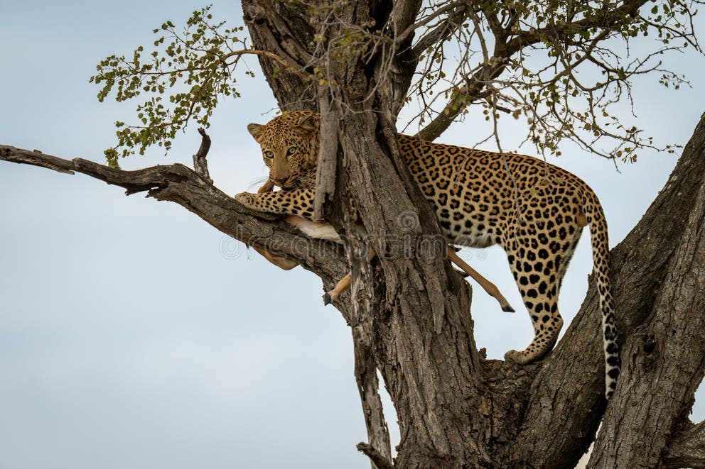 Male Leopard Stands in Tree Holding Impala Stock Photo - Image of ...
