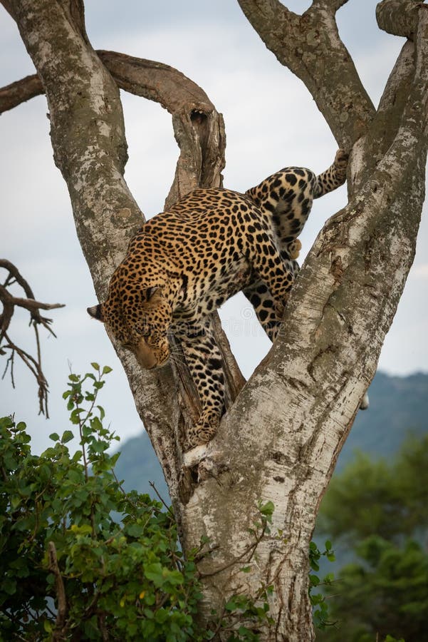 Male Leopard Stands in Tree Looking Down Stock Image - Image of leopard ...