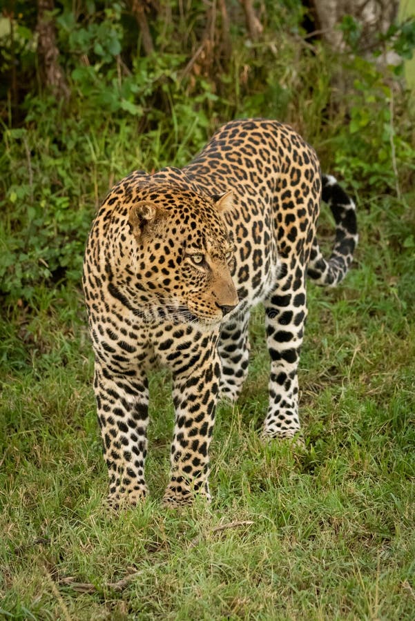 Male Leopard Stands by Tree Looking Right Stock Image - Image of mara ...