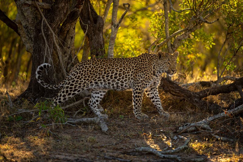 Male Leopard Stands by Tree Staring Alertly Stock Photo - Image of ...