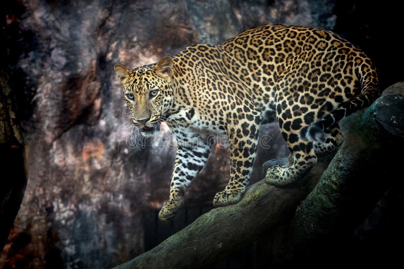 The Male Leopard on a Timber. Stock Image - Image of timber, mammal ...