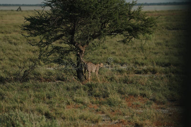 Male Leopard Urinating on Tree in Etosha National Park in Namibia Stock ...