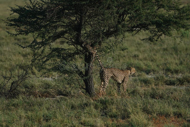 Male Leopard Urinating on Tree in Etosha National Park in Namibia Stock ...