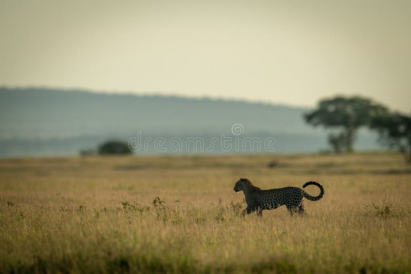Male Leopard Walks through Grass Near Trees Stock Photo - Image of ...