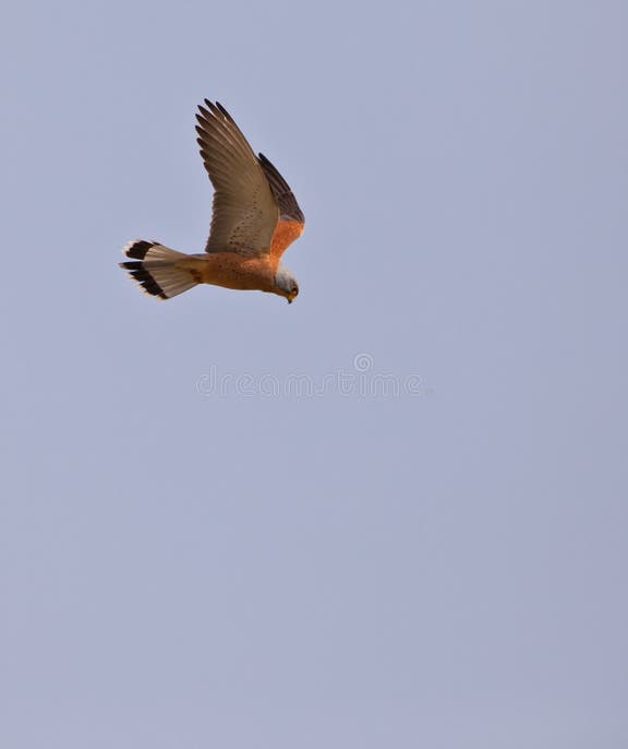 Male Lesser Kestrel on Flight Stock Image - Image of colors, colours ...