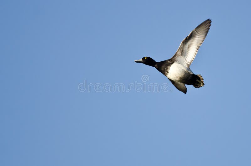 Male Lesser Scaup Flying in a Blue Sky Stock Image - Image of scaup ...