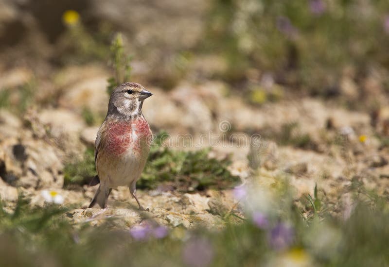 Male Linnet (Carduelis Cannabina) Stock Image - Image of cannabina ...