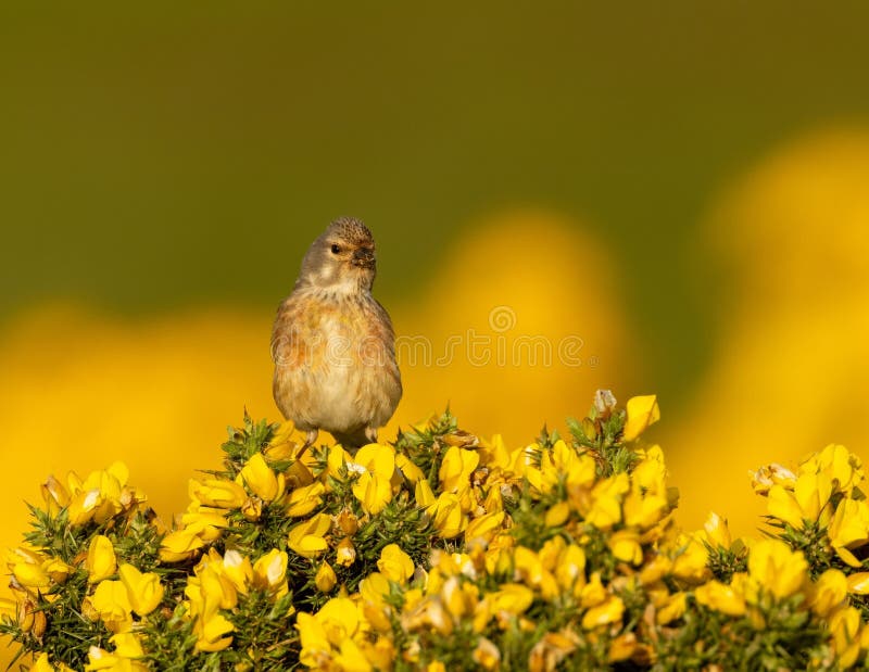 Male Linnet Perched on a Gorse Bush Stock Photo - Image of linnet ...