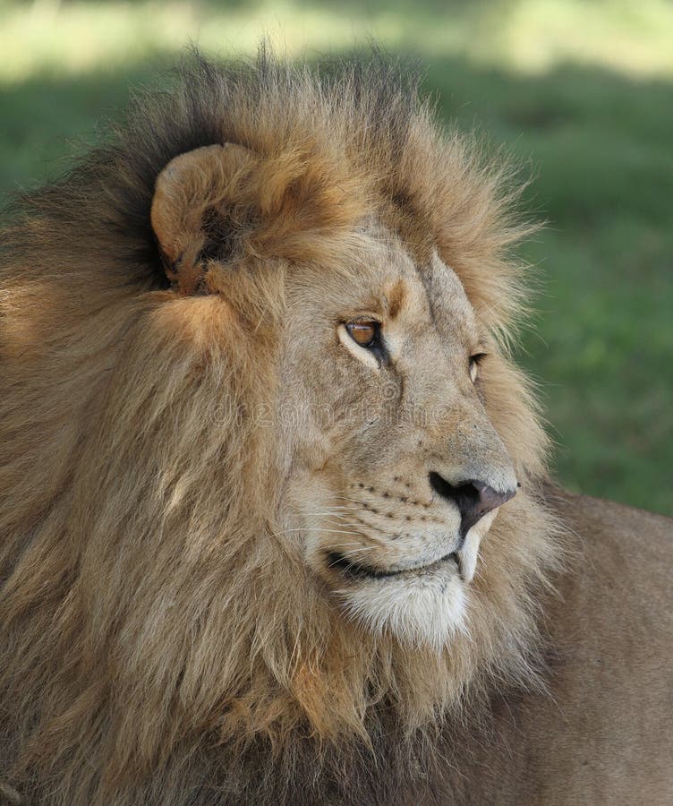 Male Lion stock photo. Image of nature, royal, jungle - 7780712