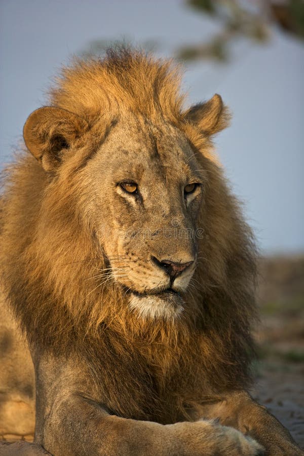 Big male lion stock photo. Image of animal, roar, hair - 1558862