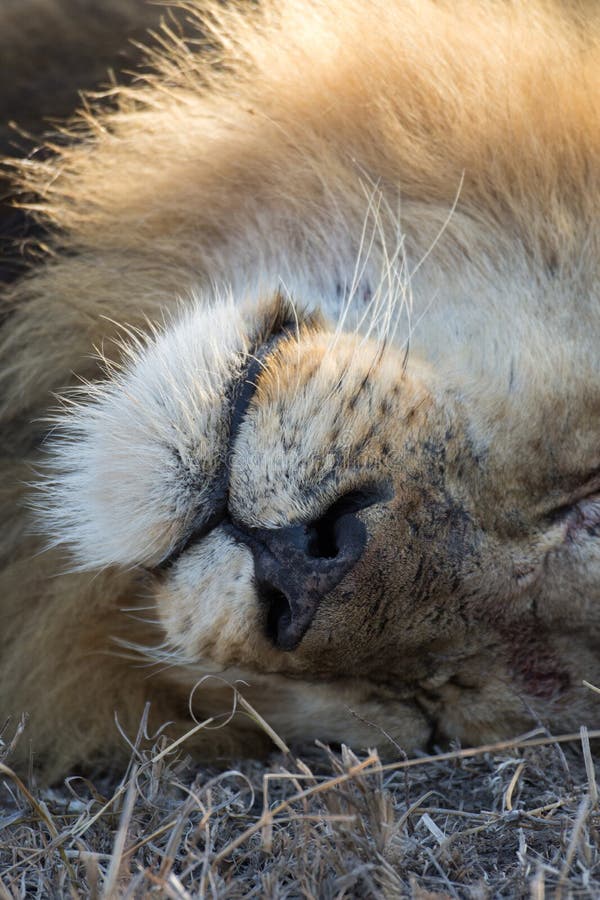 Manlig Lejon Och Gepard I Masaien Mara Game Reserve, Kenya ...