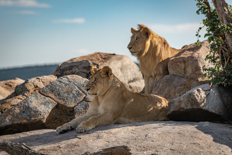 Male Lion Behind Lioness Lying on Rock Stock Photo - Image of female ...